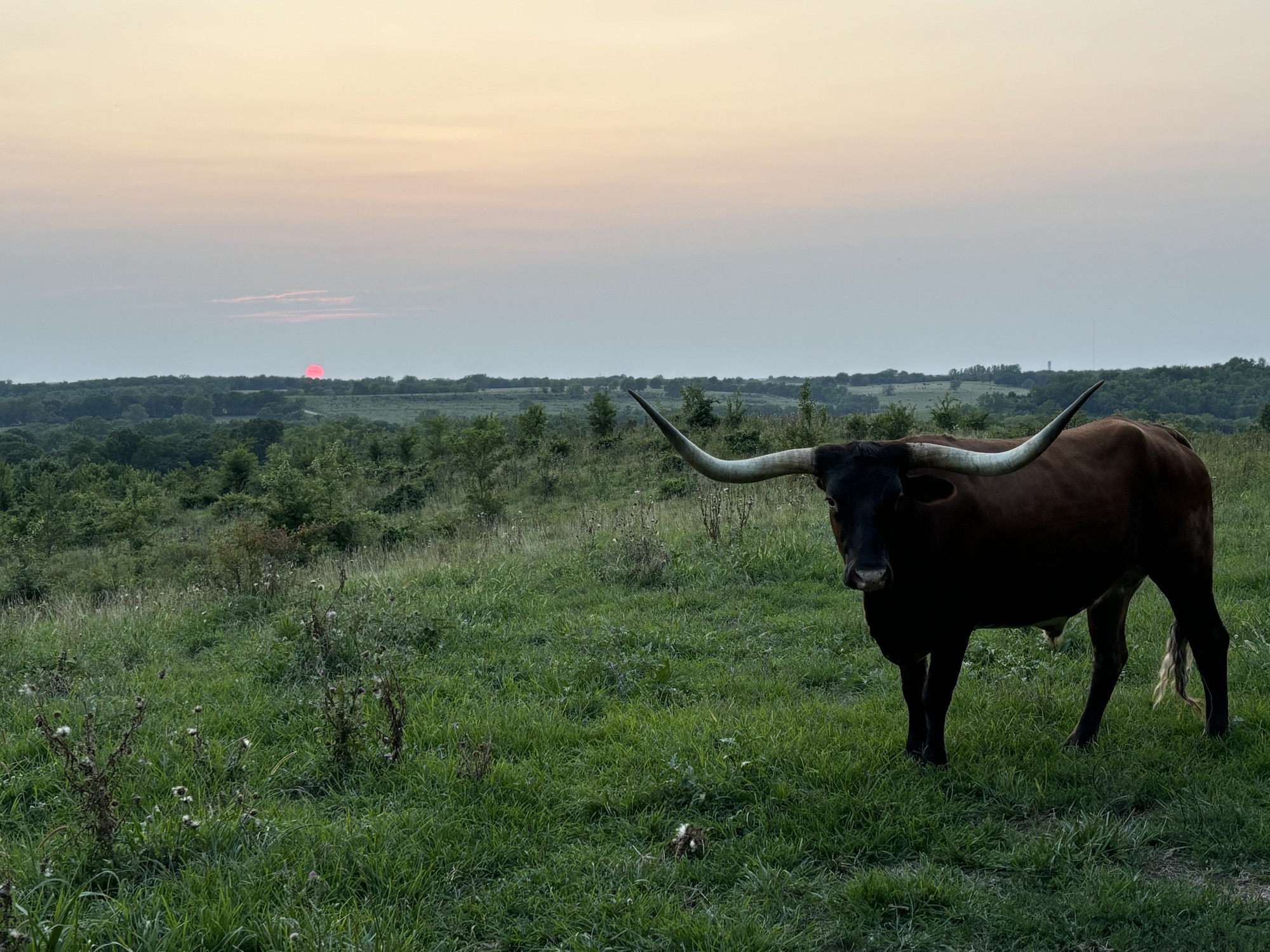 Kansas Cows – Global Veterinary Surgery