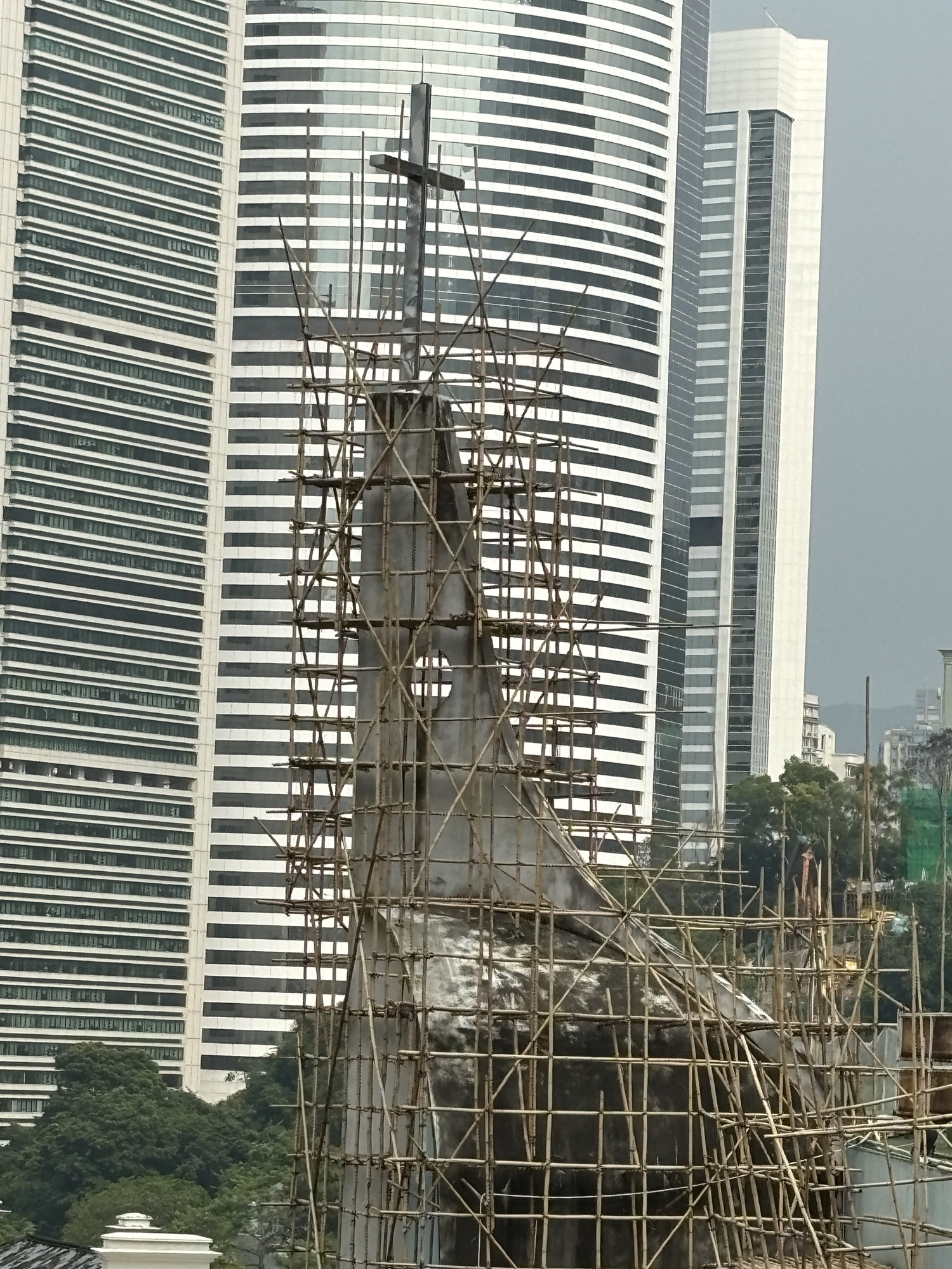 Hong Kong Bamboo – Global Veterinary Surgery